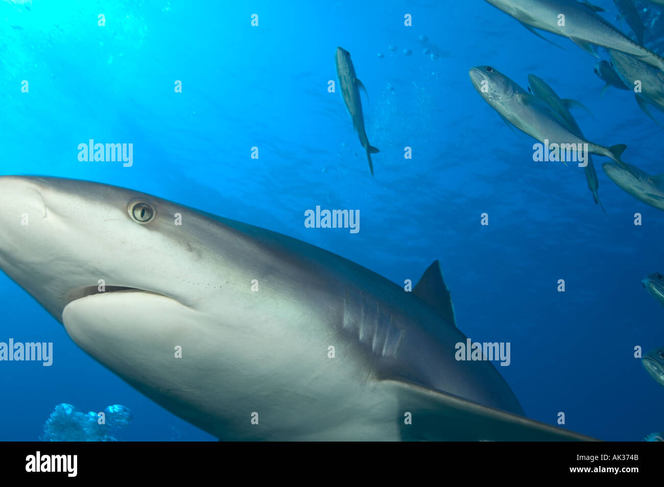 Silvertip shark with bigeye trevally Avatoru Pass Rangiroa French ...