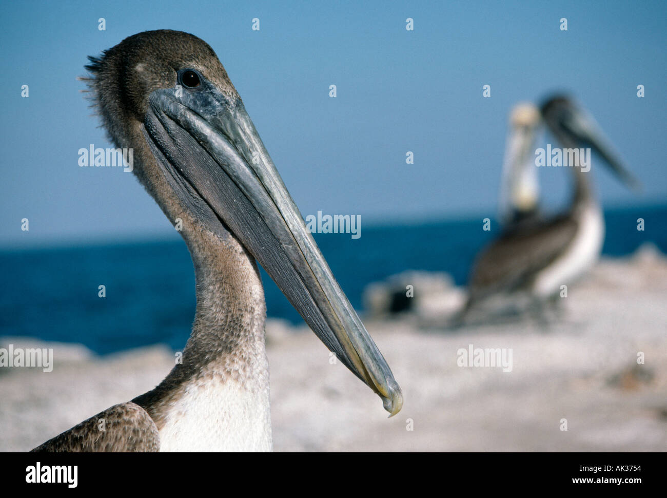 Key west fl and bird hi-res stock photography and images - Alamy