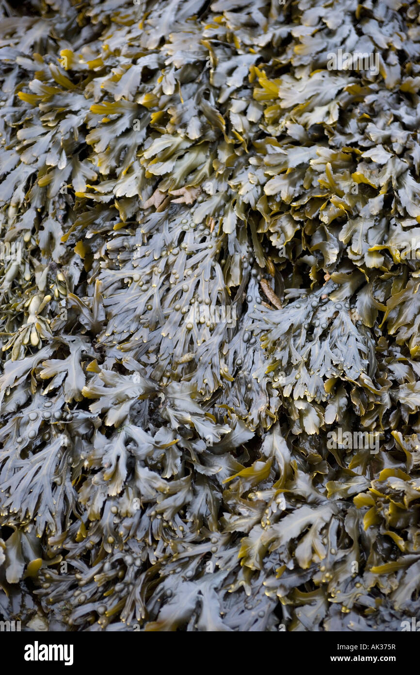 Seaweed laver algae hi-res stock photography and images - Alamy