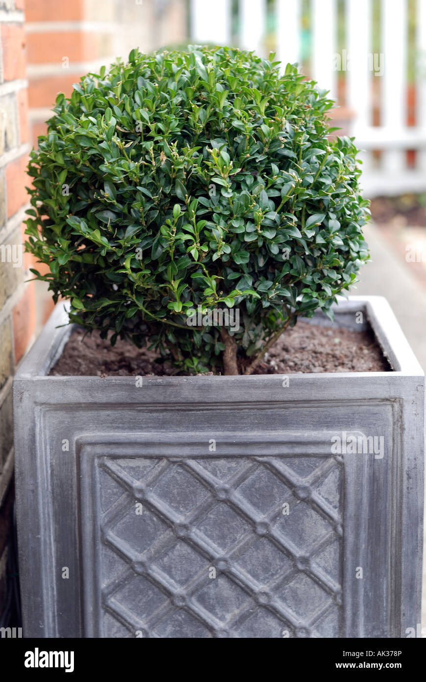 BUXUS PLANT IN GREY PLANTER OUTSIDE FRONT DOOR OF HOUSE Stock Photo - Alamy