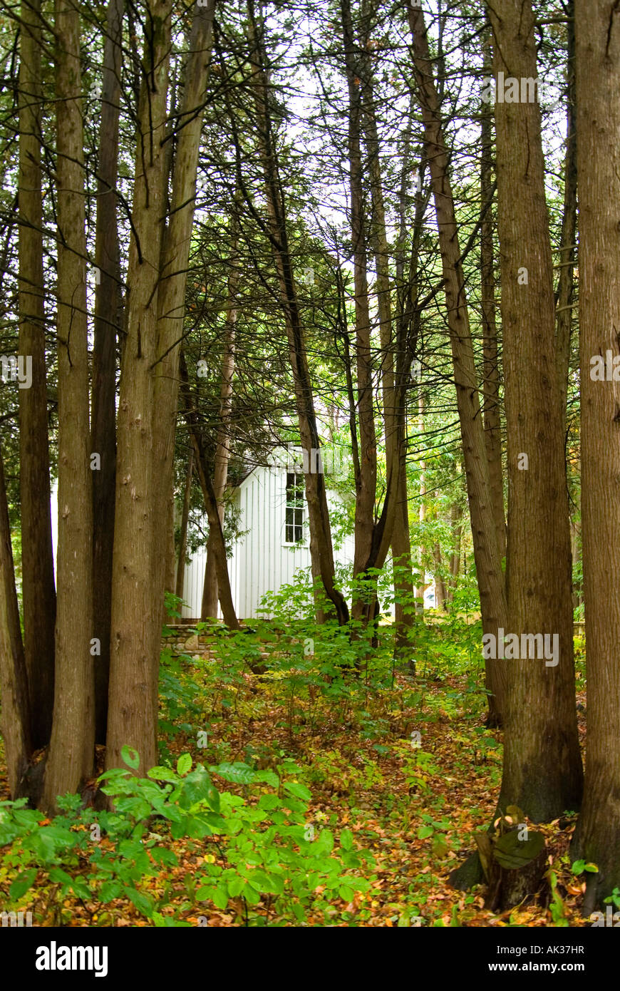Cypress Tree Forest & Secluded Window Frame Stock Photo - Alamy