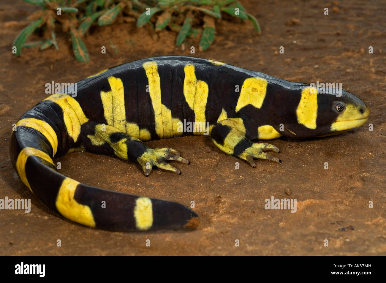 Tiger Salamander High Resolution Stock Photography and Images - Alamy