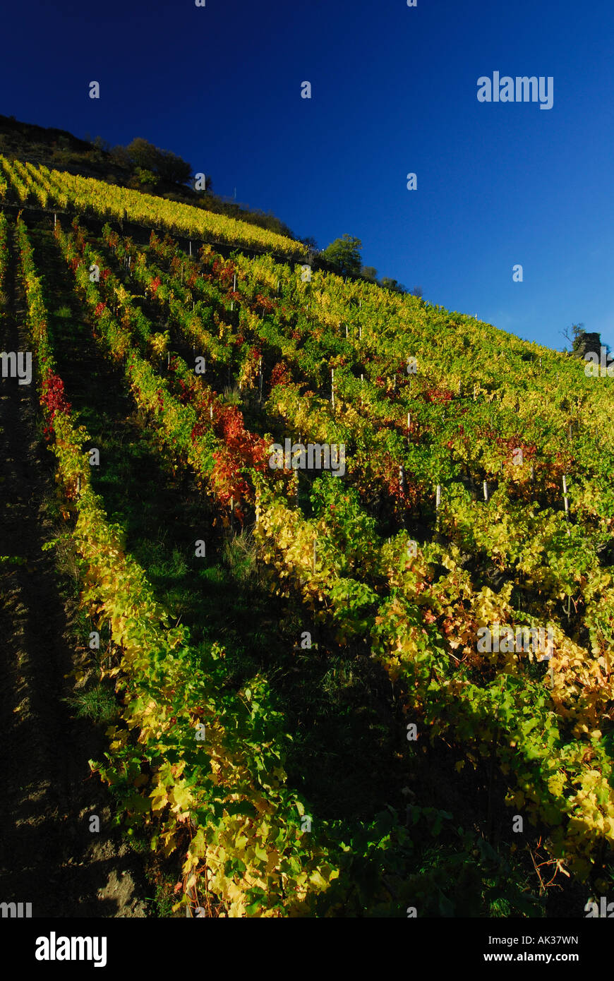 Wine growing in steep slope hi-res stock photography and images - Alamy