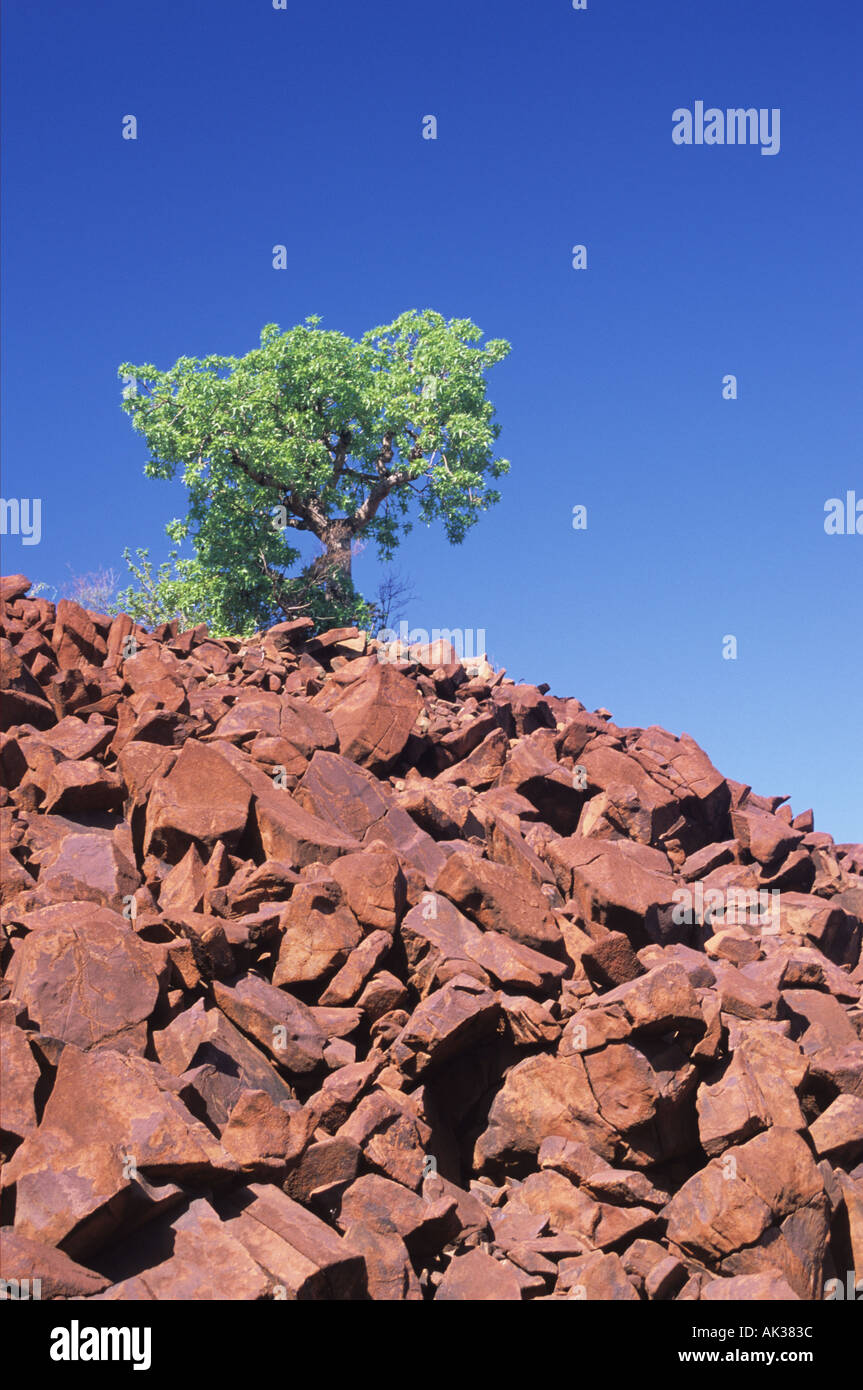 Red rocks and tree in Karratha, Western Australia Stock Photo - Alamy