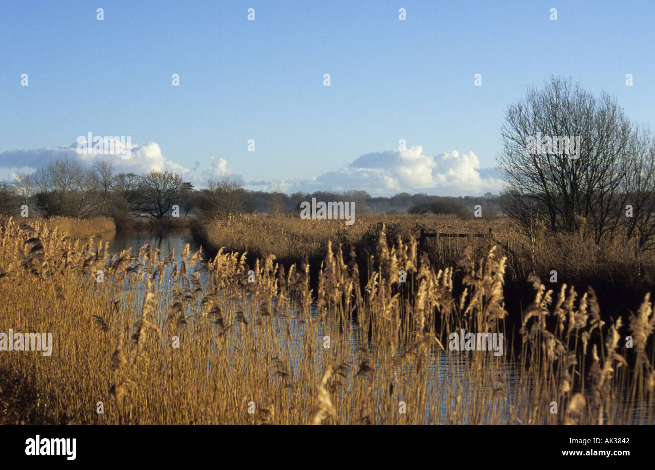 Scene over River Chet at Hardley Flood, Chedgrave, Norfolk, England ...