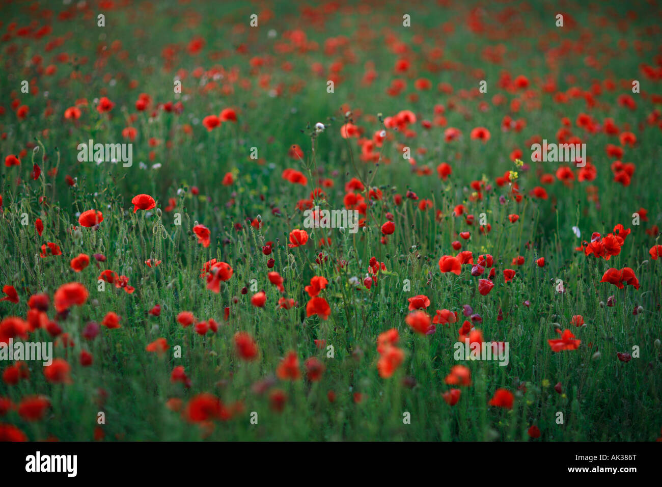 Poppy remembrance flower field hi-res stock photography and images - Alamy