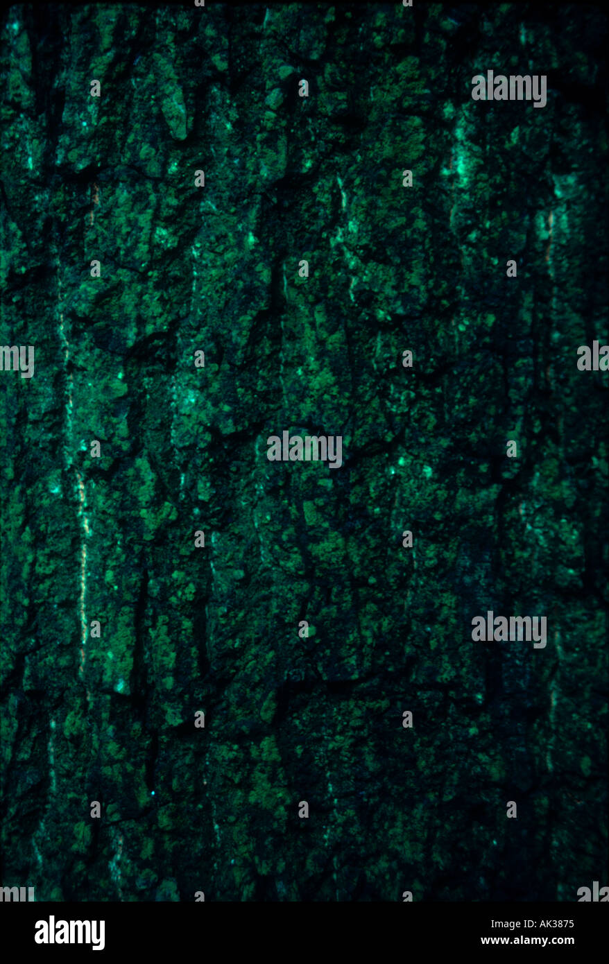 Oak tree bark Stock Photo - Alamy