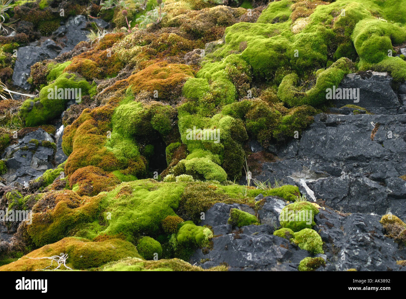 Lichen antarctica hi-res stock photography and images - Alamy