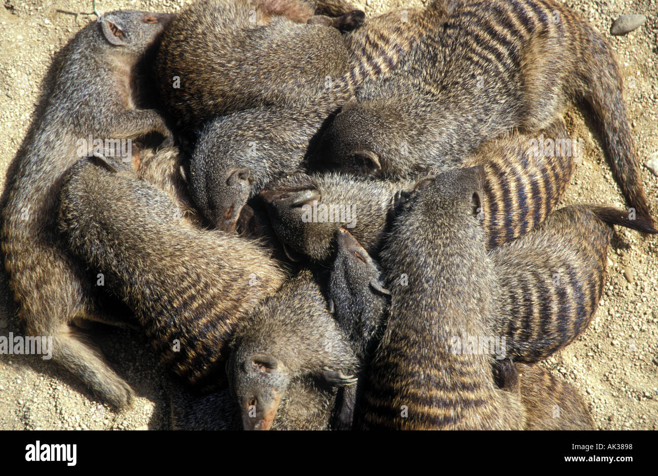 Banded Mongoose family resting in the sunshine Stock Photo - Alamy