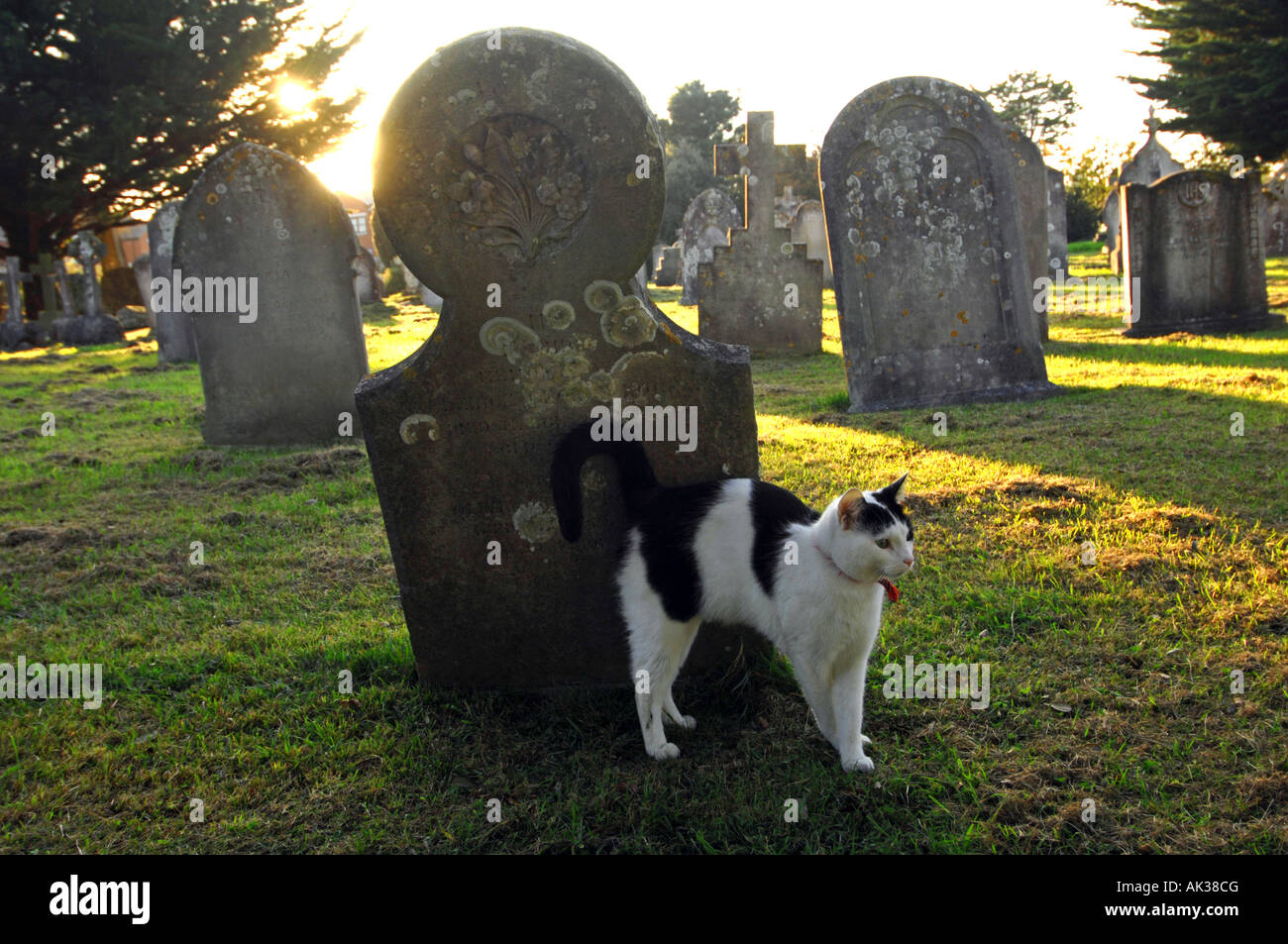 Cat in a cemetery Stock Photo - Alamy