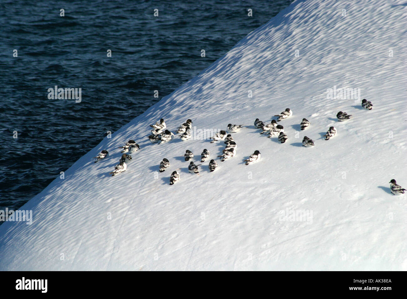 pintado petrels and Spectacular shapes makes Antarctica's icebergs ...