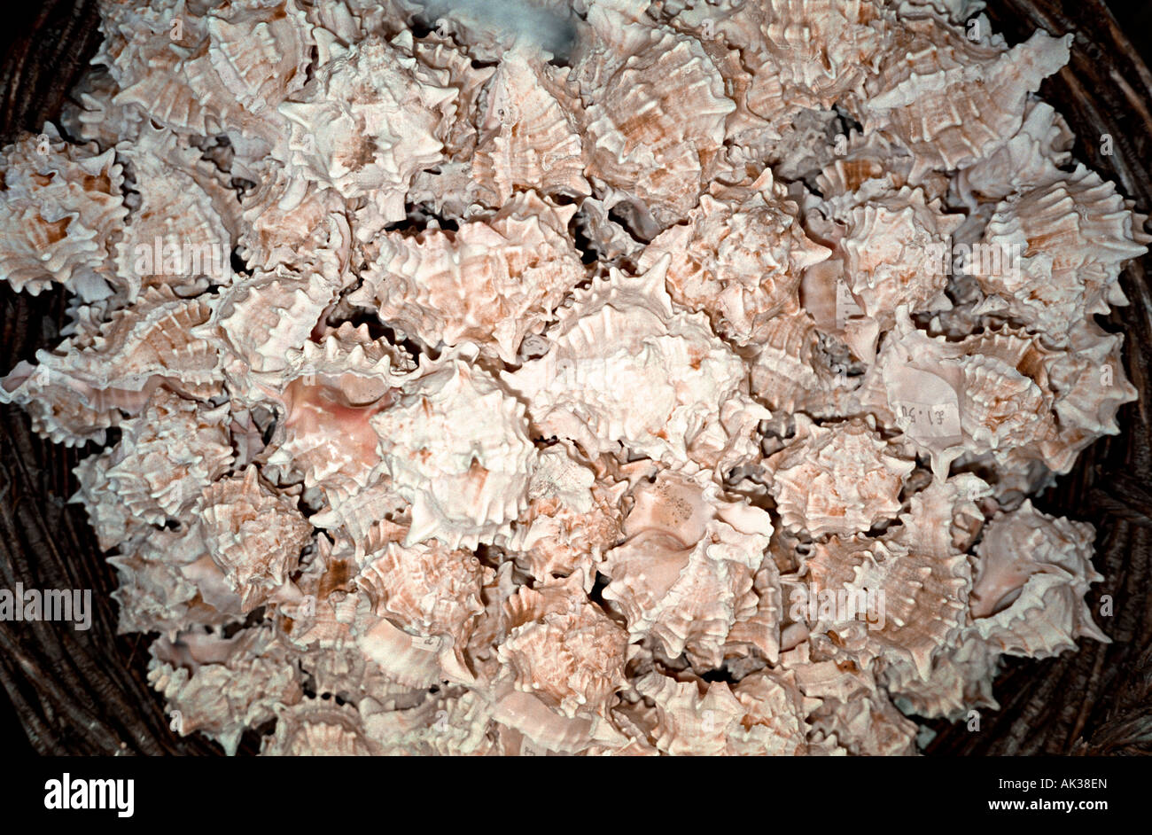 shells for sale in st ives cornwall at a seaside souvenir shop Stock ...