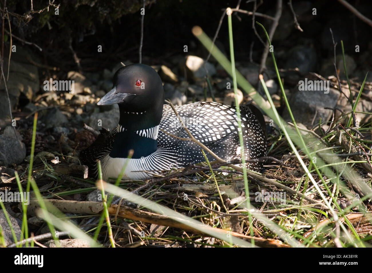 Loon nesting hi-res stock photography and images - Alamy