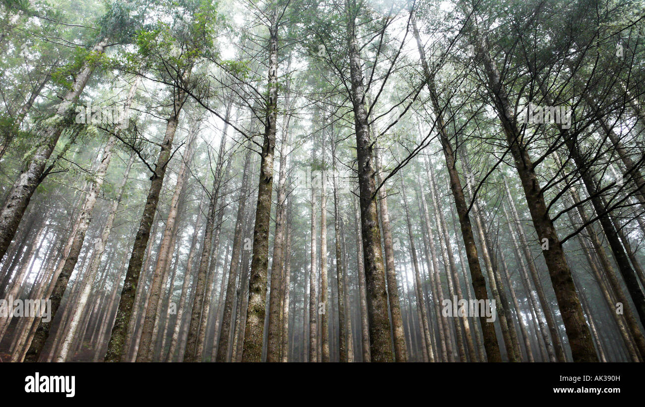 trees on the isle of Madeira Stock Photo - Alamy