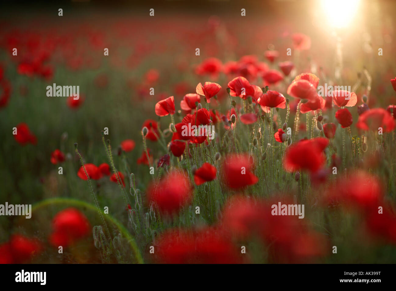 poppy field at sunset Stock Photo - Alamy
