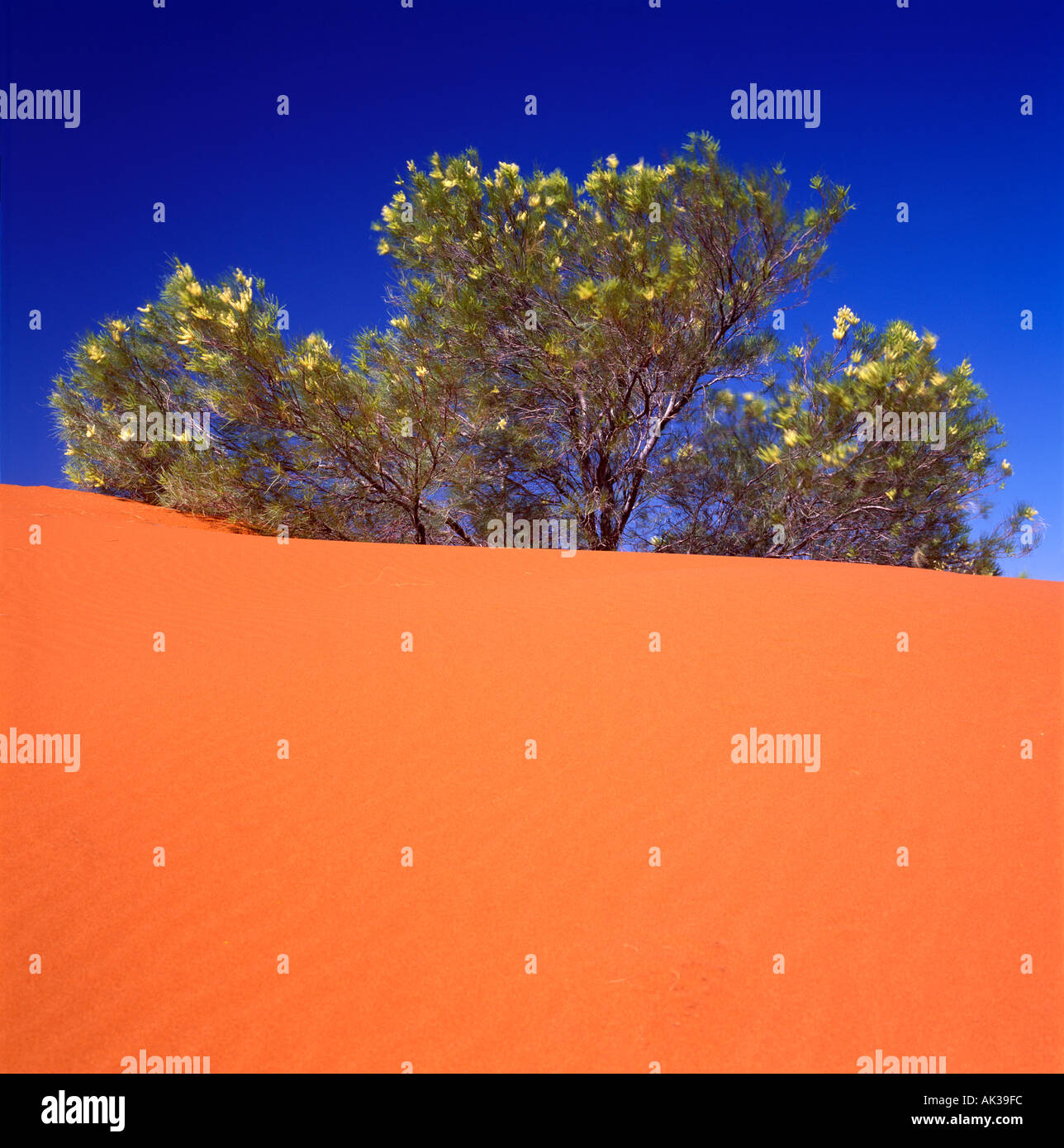 Red sand dune in the Strzelecki Desert South Australia Stock Photo - Alamy