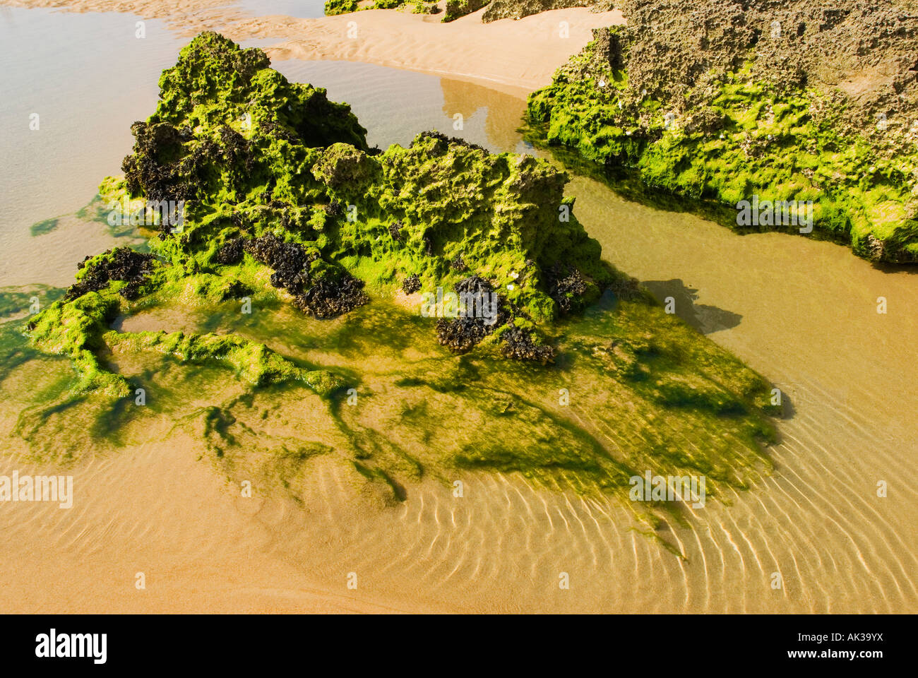 Algae on the beach hi-res stock photography and images - Alamy