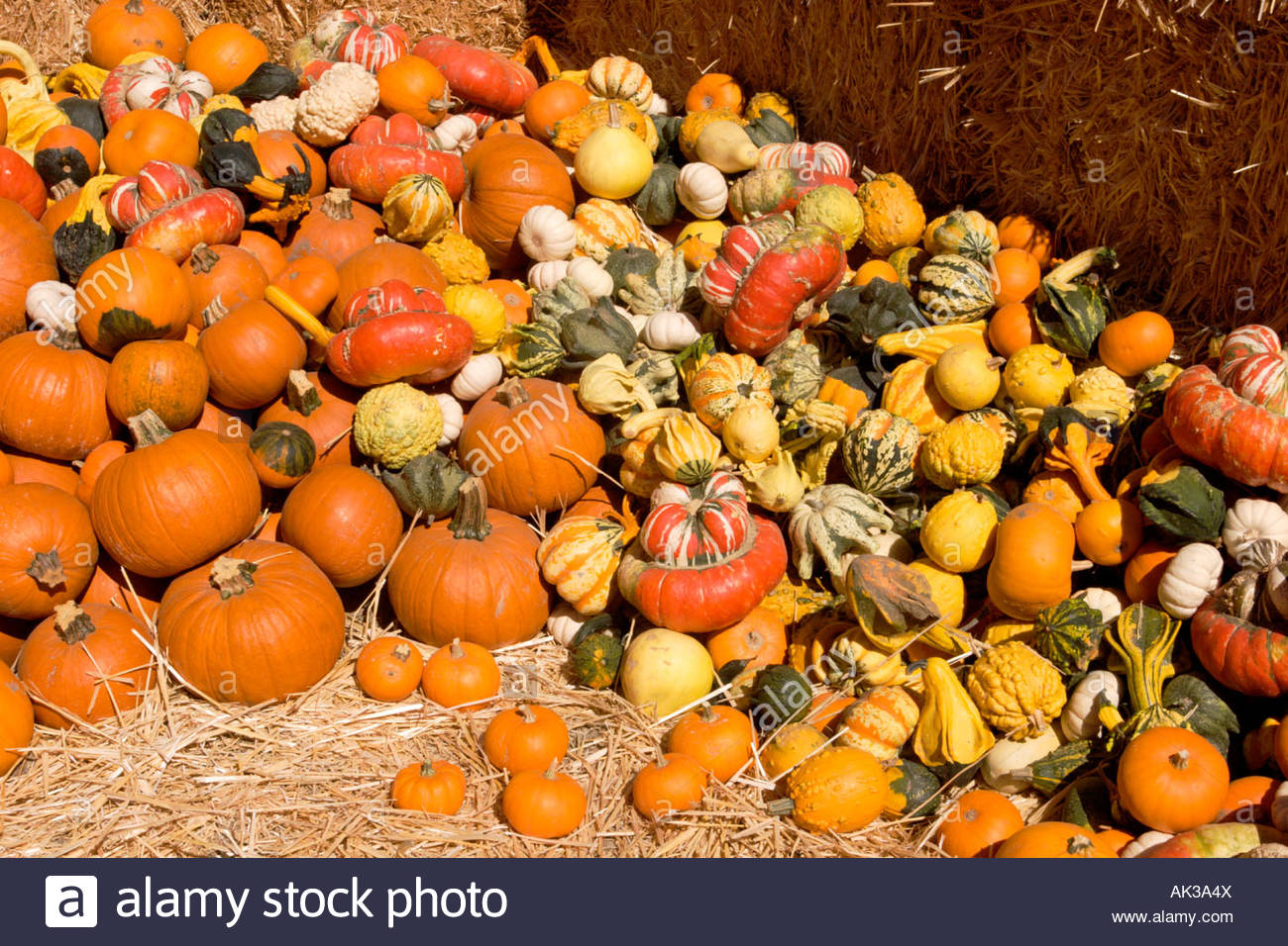 Squash Varieties Stock Photos & Squash Varieties Stock Images - Alamy