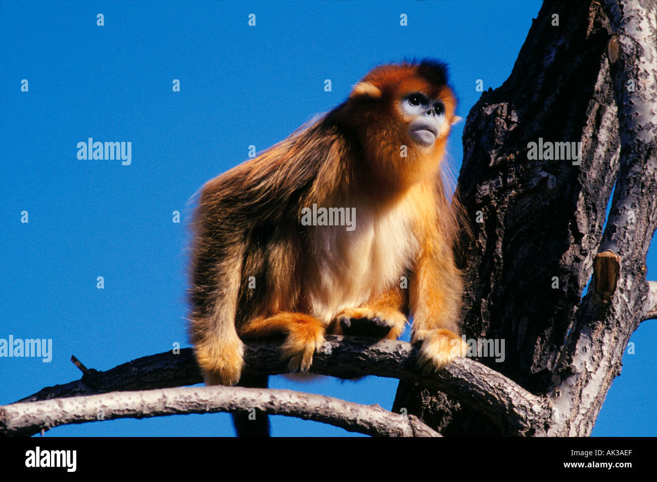 Golden monkey cub wild animal hi-res stock photography and images - Alamy