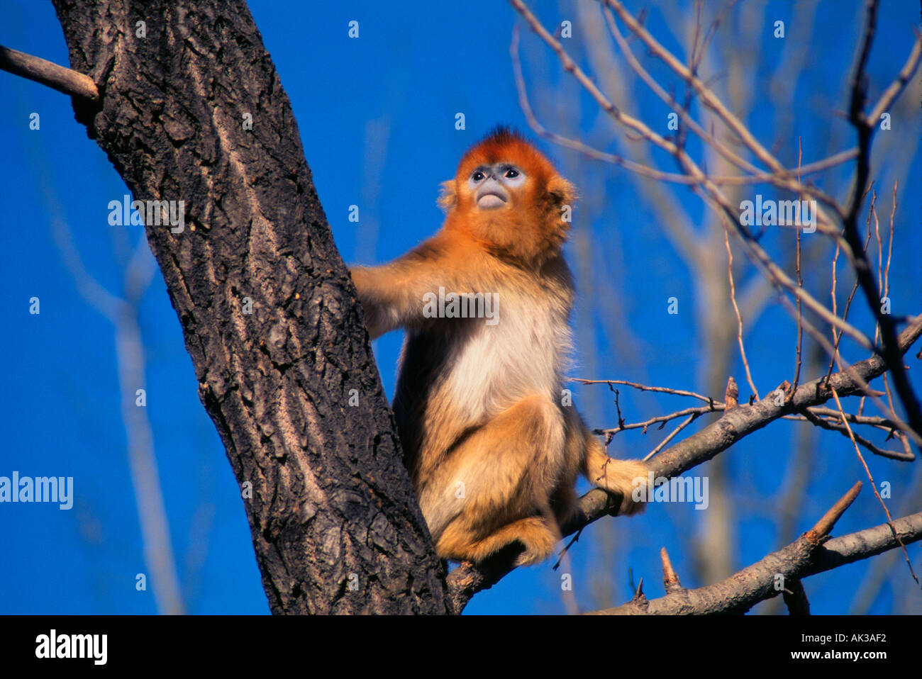 Golden monkey cub wild animal hi-res stock photography and images - Alamy
