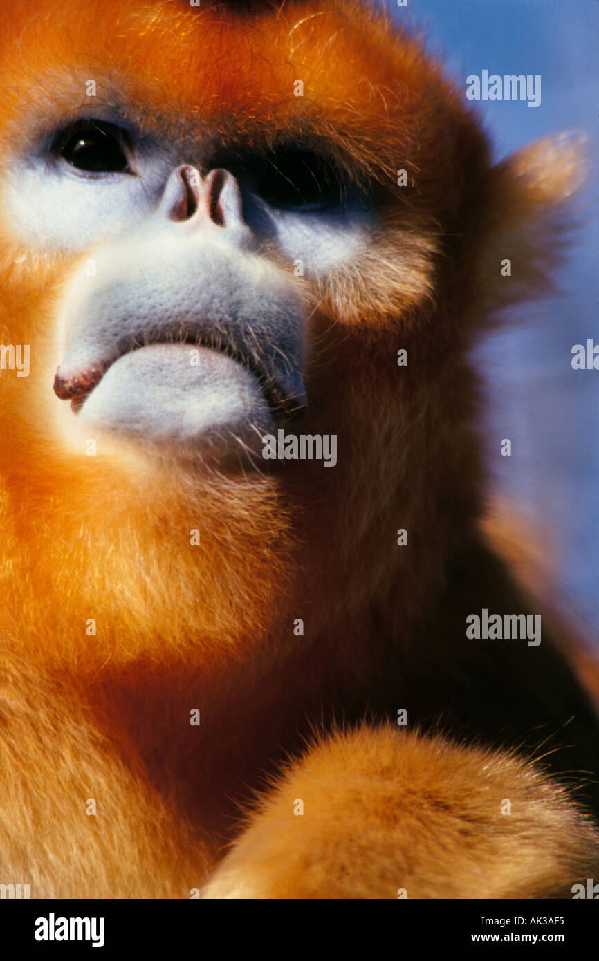 Presbytis geei hi-res stock photography and images - Alamy