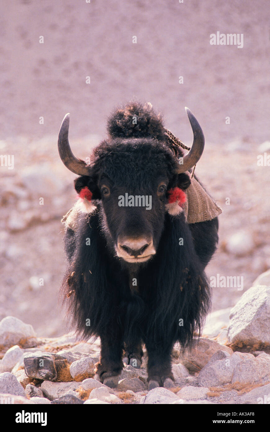 Yak baby young hi-res stock photography and images - Alamy