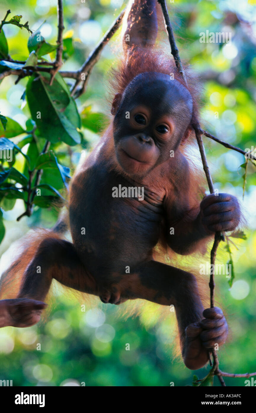 Baby Orangutan Pongo pygmaeus in jungle Borneo, Indonesia Stock Photo ...