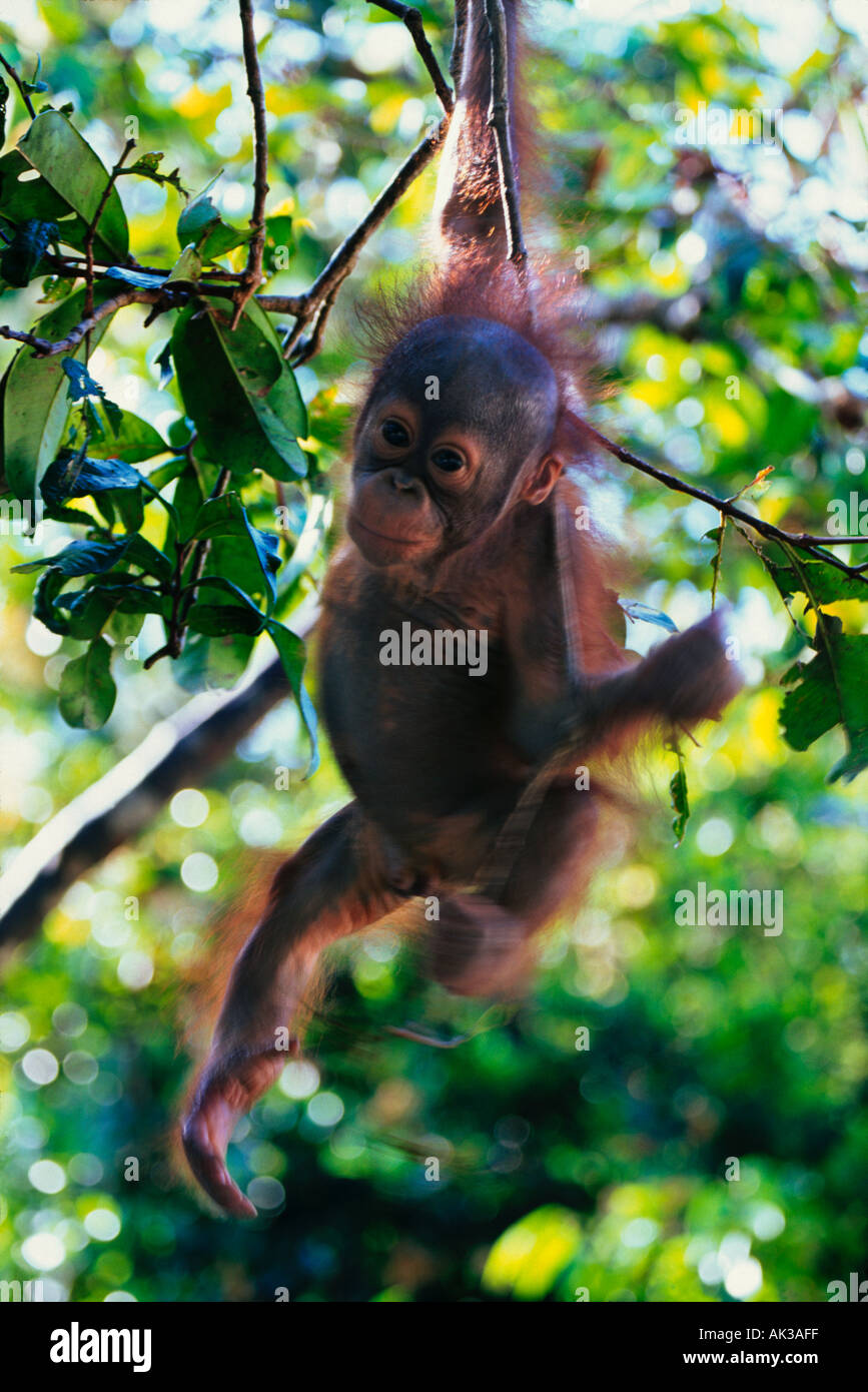 Baby Orangutan Pongo pygmaeus in jungle Borneo, Indonesia Stock Photo ...