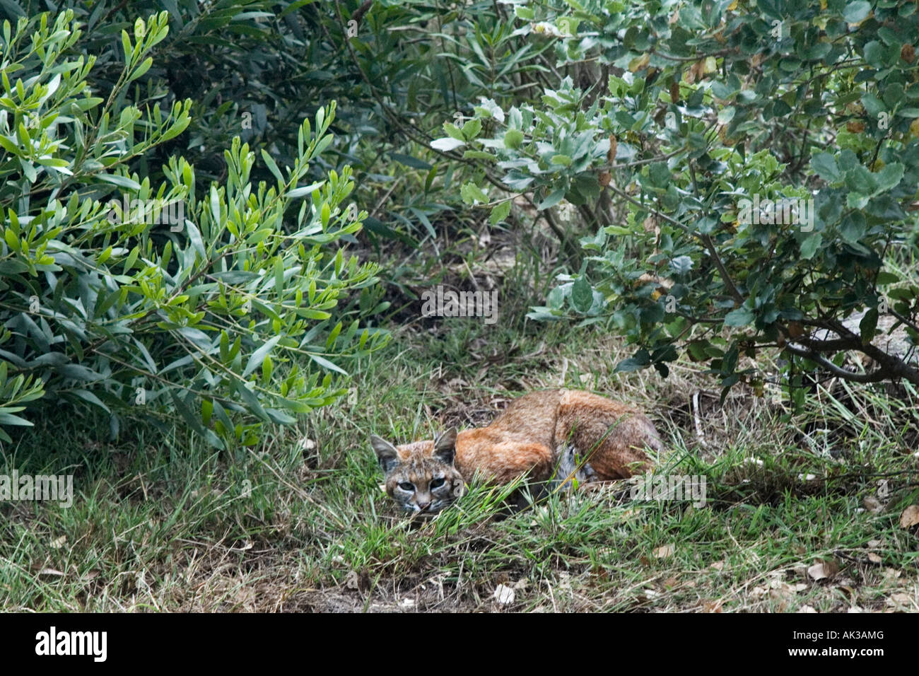 Wild cats crouching hi-res stock photography and images - Alamy