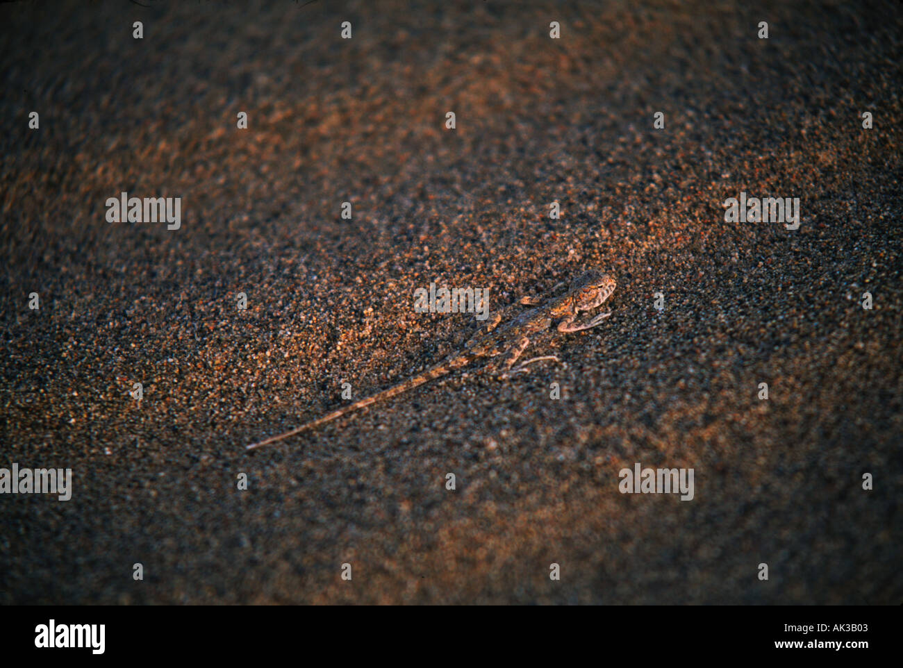 Lizard blending with sand in the desert China Stock Photo - Alamy