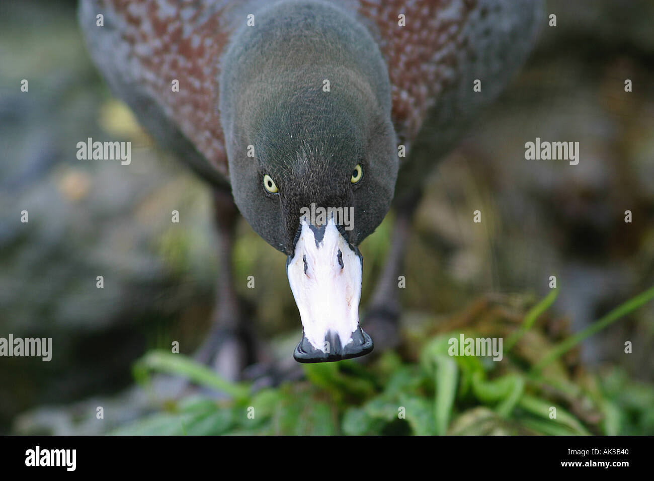 Native new zealand duck hi-res stock photography and images - Alamy