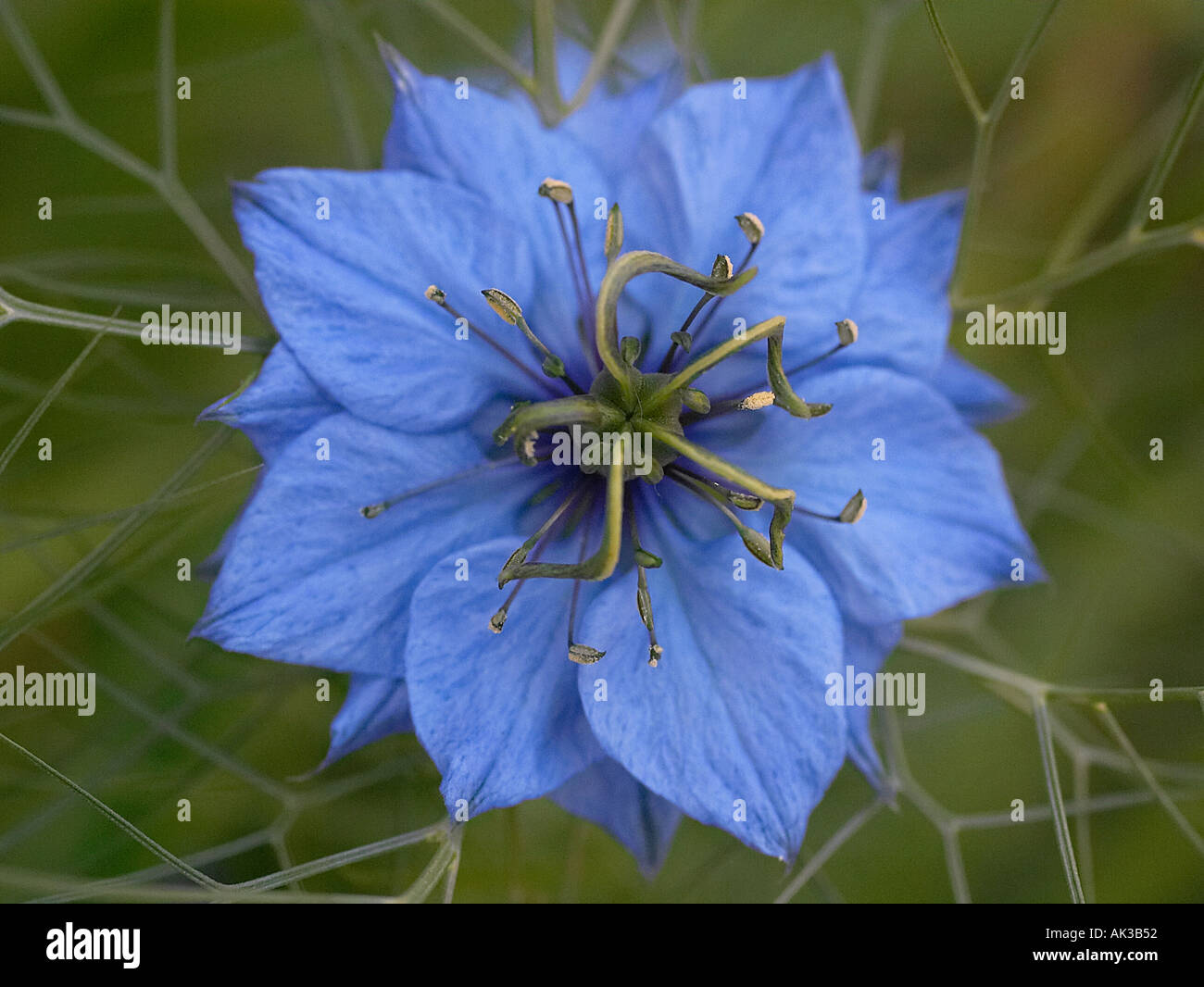 Flower classic blue hi-res stock photography and images - Alamy