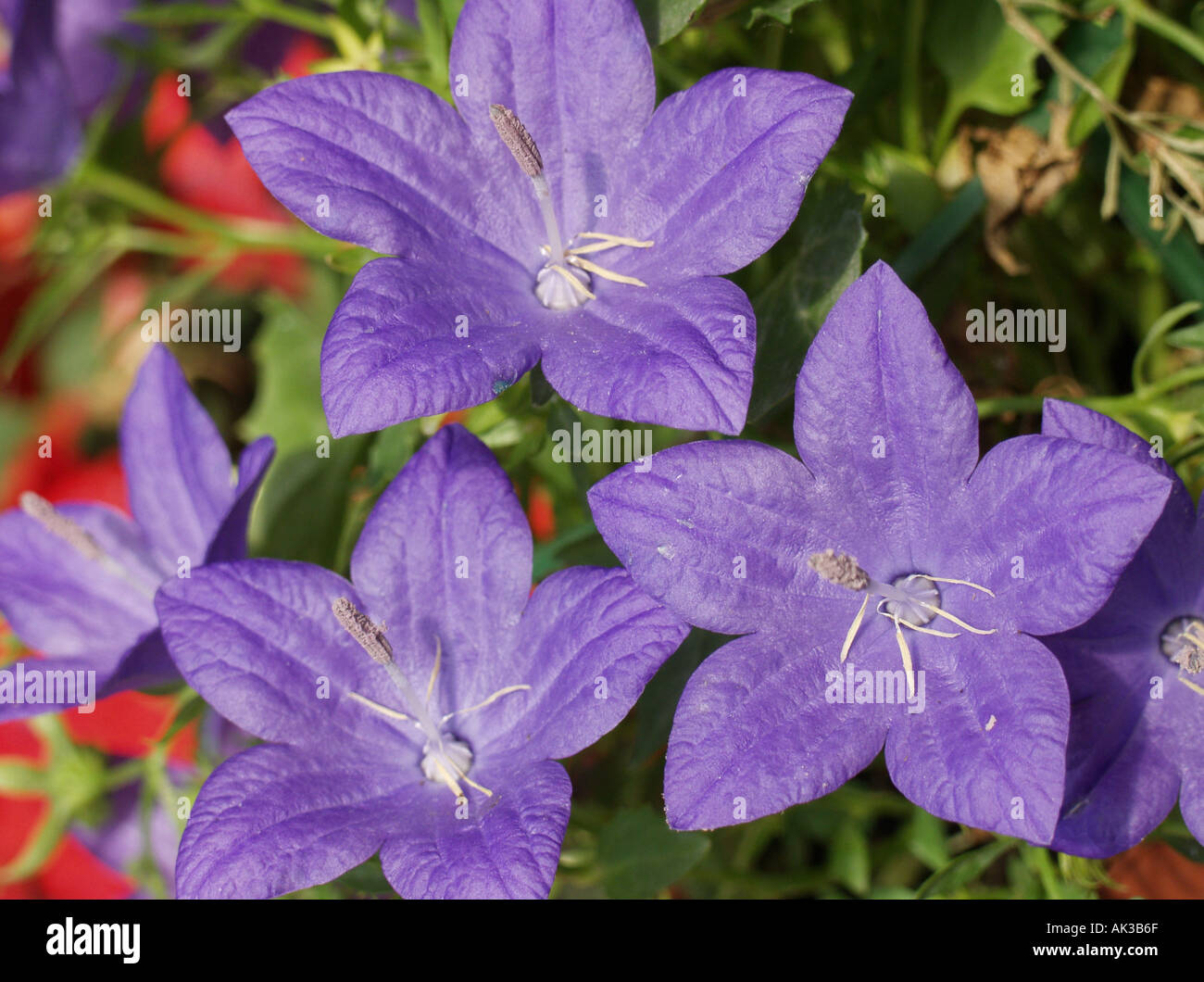 Balloon flower Platycodon grandiflorum Stock Photo - Alamy