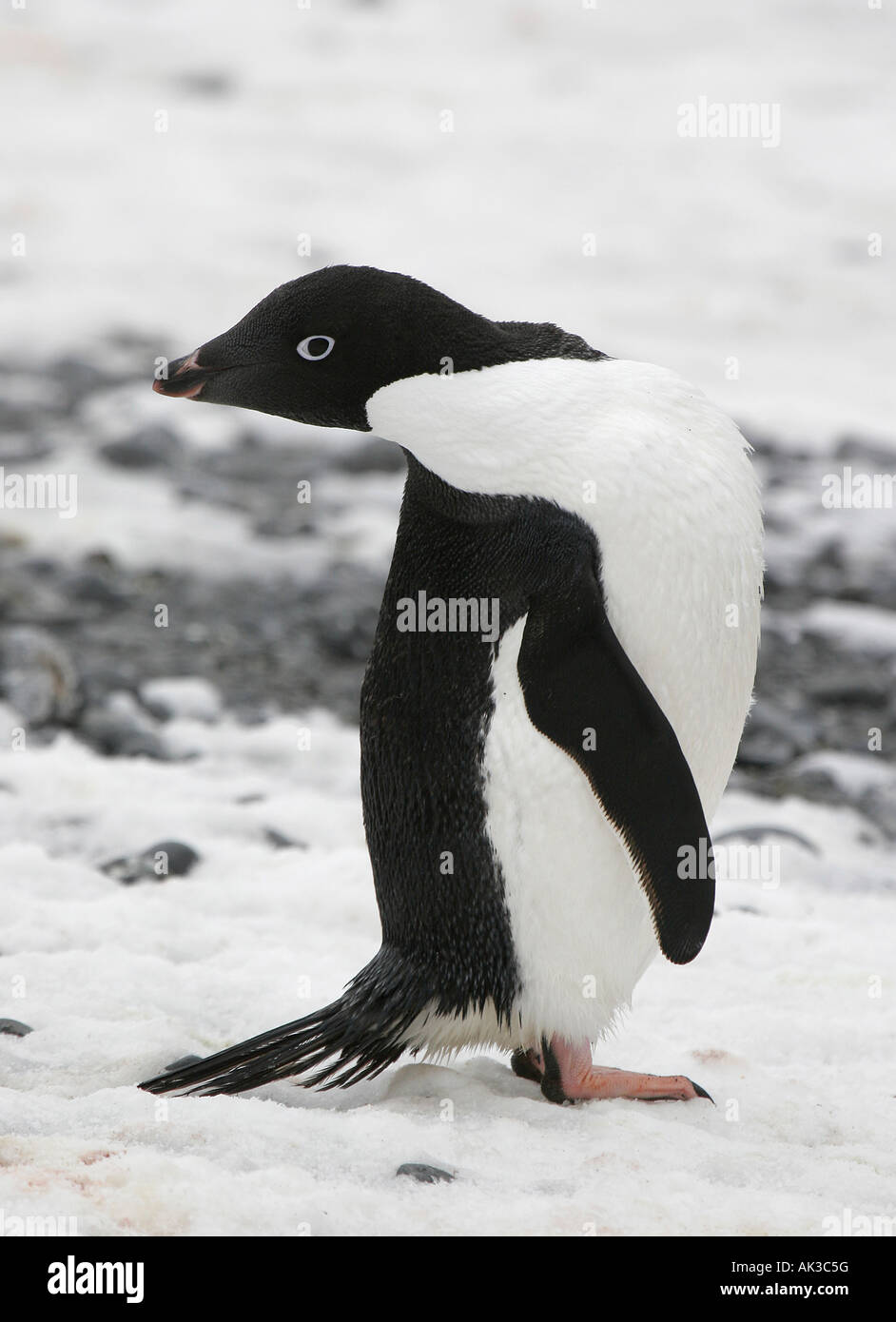 Adelie Penguin looking backwards Stock Photo - Alamy