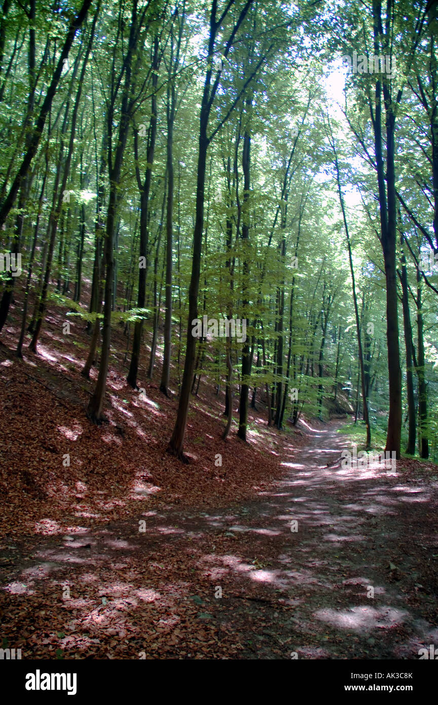 Ancient footpath Fußweg through summer forests from the Danube River up ...