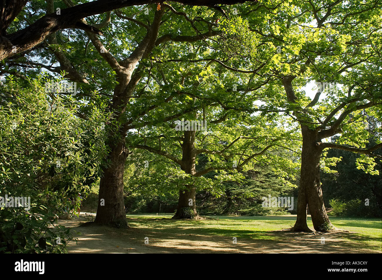 Three old big trees in park Stock Photo - Alamy
