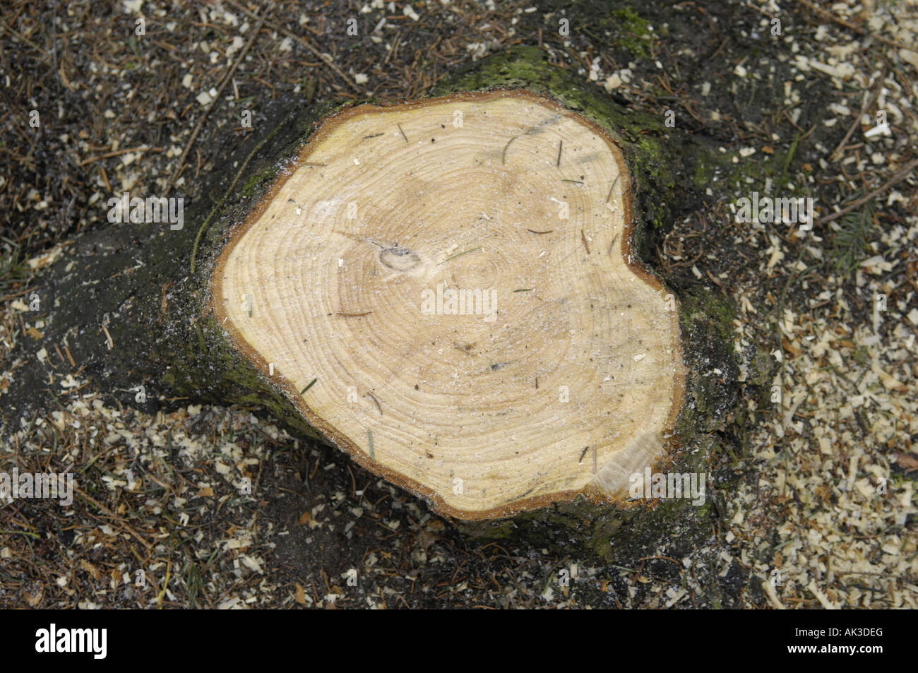 severed tree trunk chopped down nature wood cut Stock Photo - Alamy