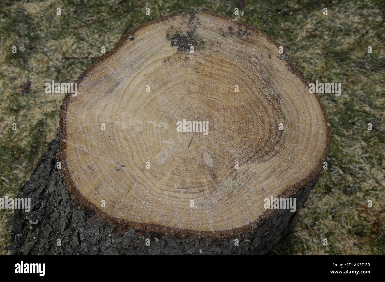 severed tree trunk chopped down nature wood cut Stock Photo - Alamy