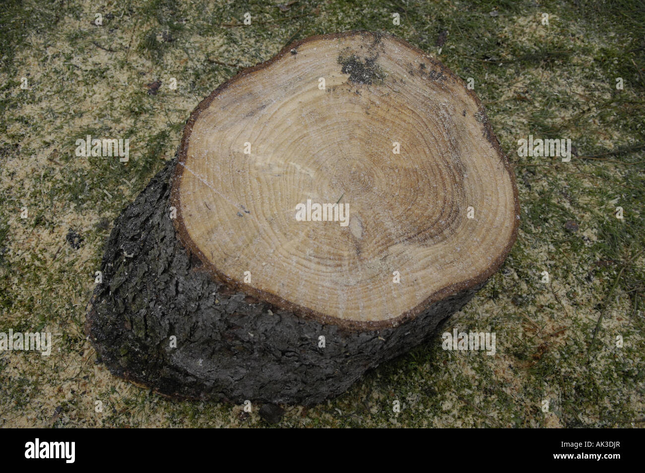 severed tree trunk chopped down nature wood cut Stock Photo - Alamy