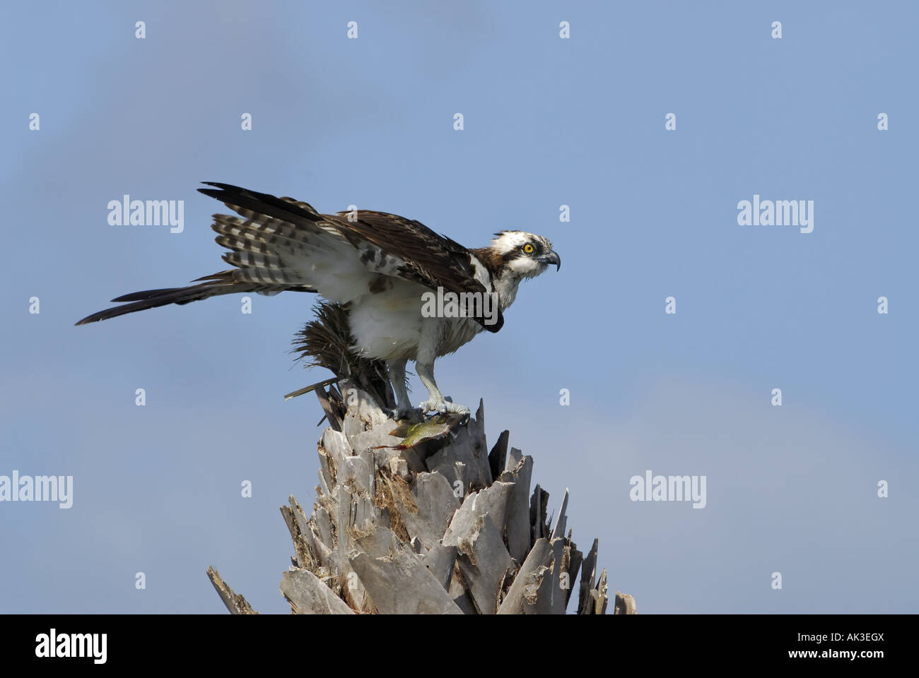 An Osprey Overlooking its Territory Stock Photo - Alamy