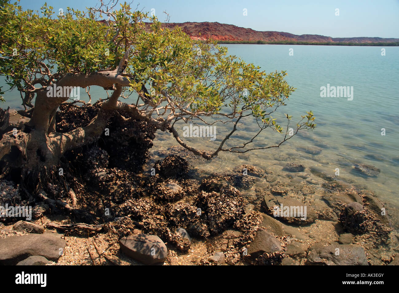 Ancient white mangrove Avicennia marina on the shores of Cowrie Cove ...