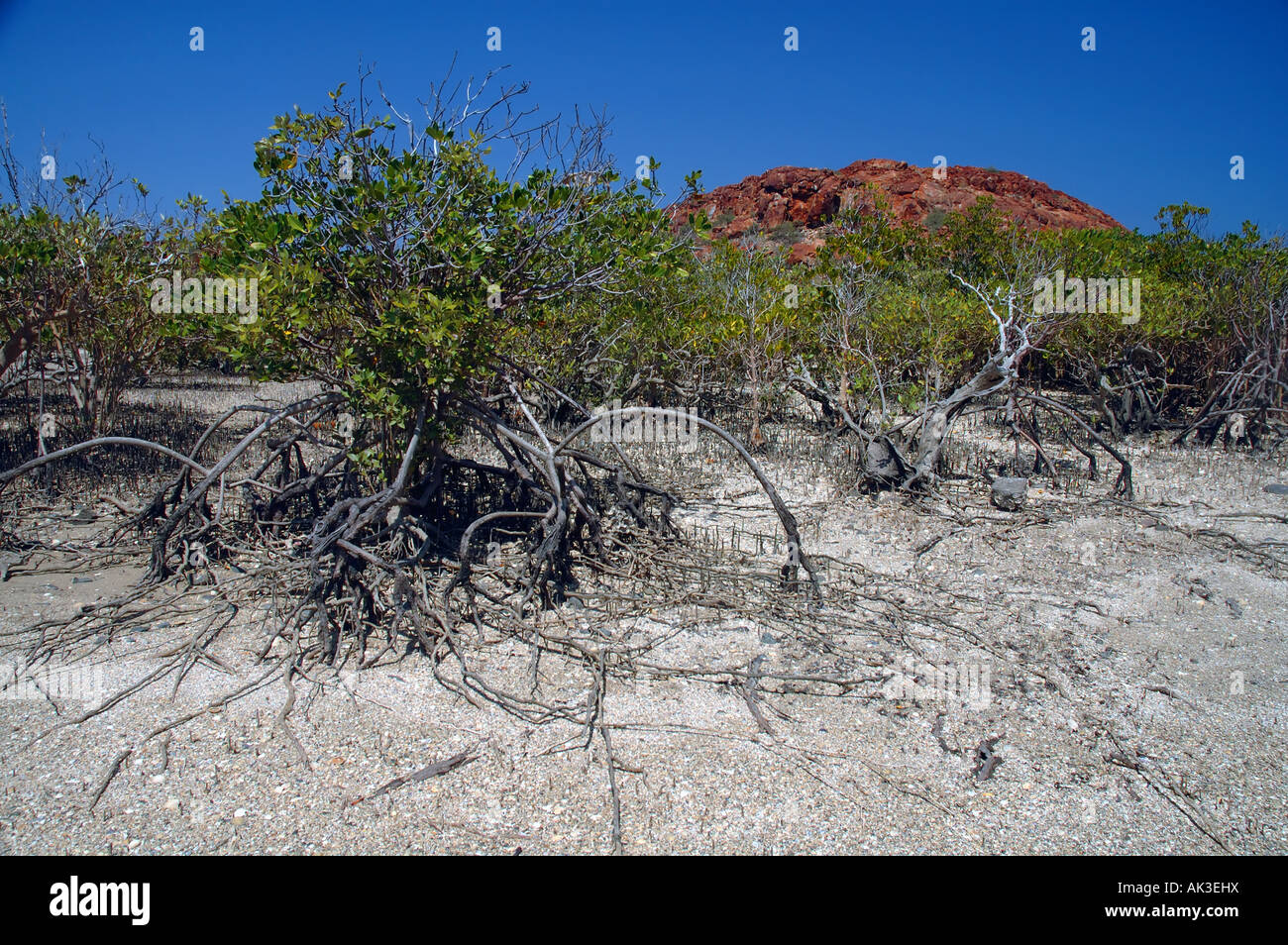 Tiny mangroves growing in extreme conditions on the shores of Cowrie ...