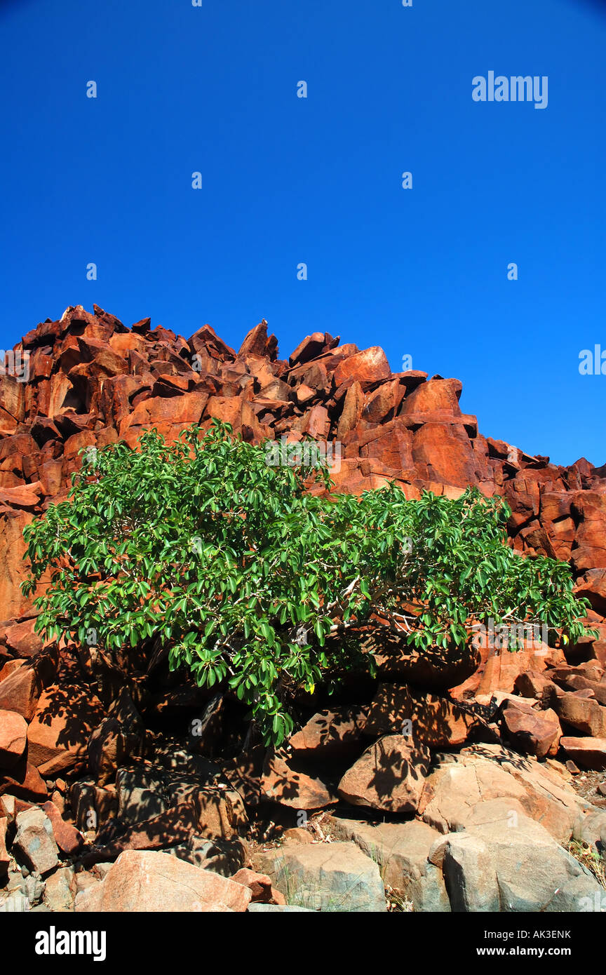 Small boab tree in the spectacular ancient aboriginal rock art site of ...
