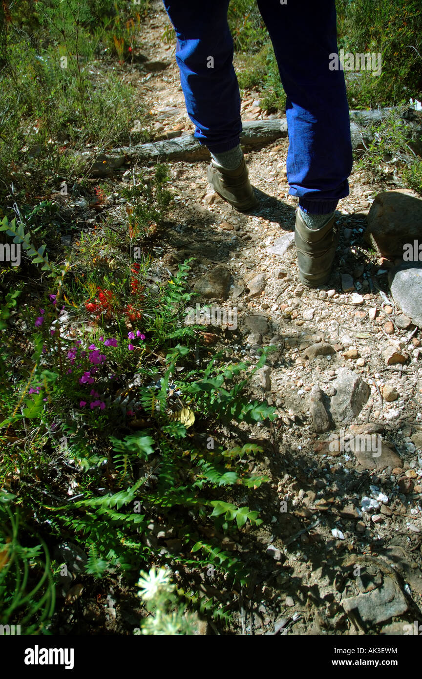 Bushwalker on trail through spring wildflowers of Stirling Range ...