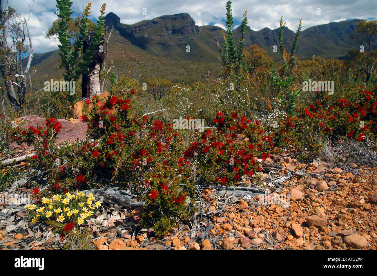 Spring wildflowers in Stirling Range National Park Western Australia ...