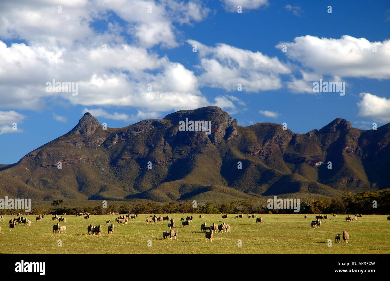 Sheep in green paddock beneath the Stirling Range Western Australia ...