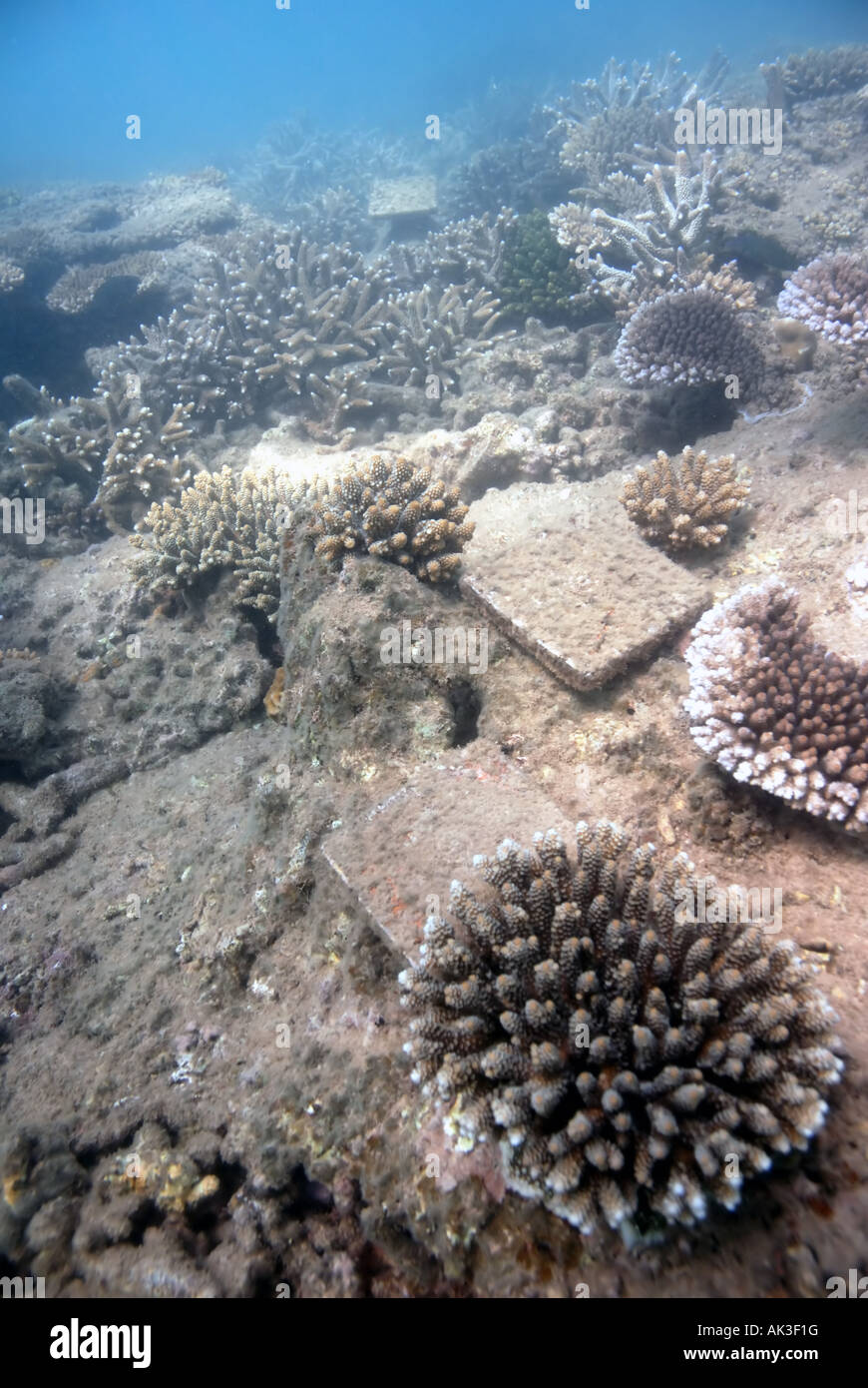 Plates installed on reef in a scientific experiment investigating rates ...