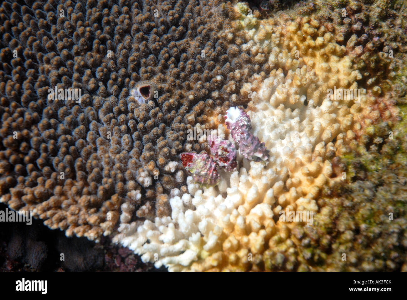 Purple coral-eating snails (Drupella cornus) feeding on coral, Ningaloo ...