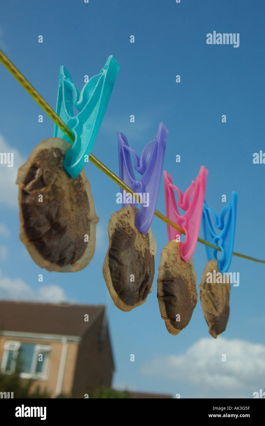 Tea Bags Drying on a washing line for re use Stock Photo - Alamy