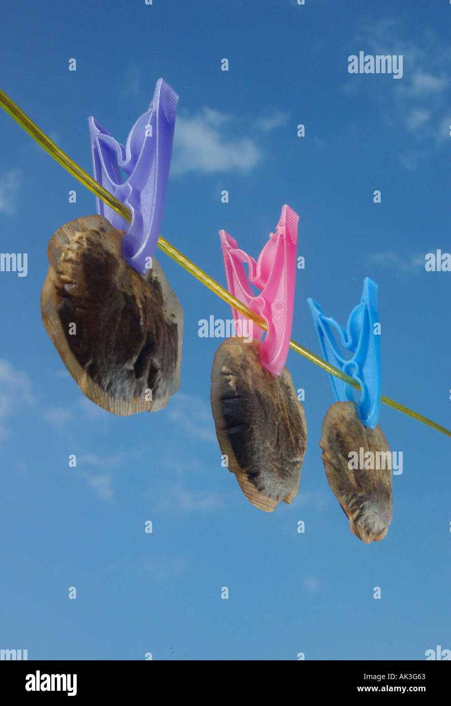 Drying Tea Bags High Resolution Stock Photography and Images - Alamy